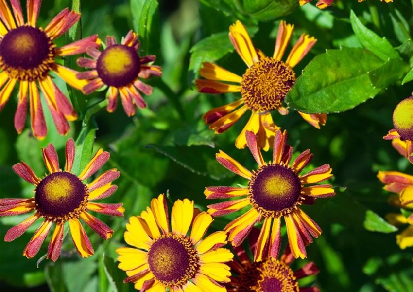 Garten-Sonnenbraut 'Loysder Wieck' - Floragard Pflanzeninfothek