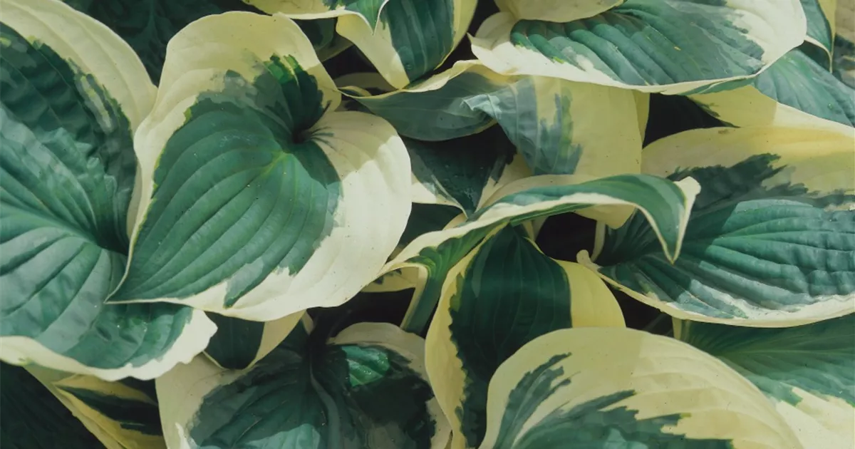 Funkie 'Blue Ivory' Pflanze, Pflege & Tipps Floragard