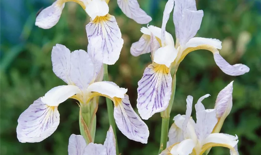 Bartlose Garten-Schwertlilie 'Mrs. Rowe' Pflanze, Pflege & Tipps Floragard