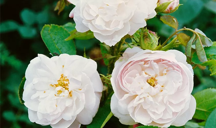 Rosa alba Pflanze, Pflege & Tipps Floragard