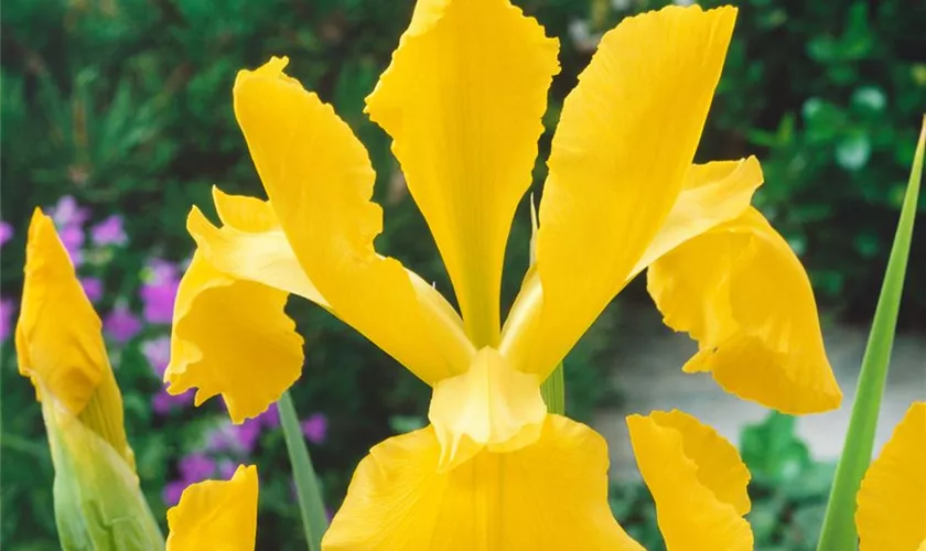 Iris spuria 'Archie Owen' Pflanze, Pflege & Tipps Floragard