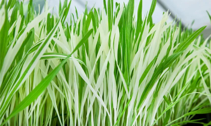 Gerste Pflanze, Pflege & Tipps Floragard