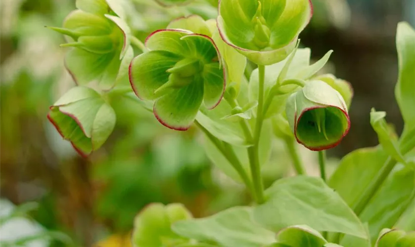 Helleborus foetidus 'Wester Flisk' Pflanze, Pflege & Tipps Floragard