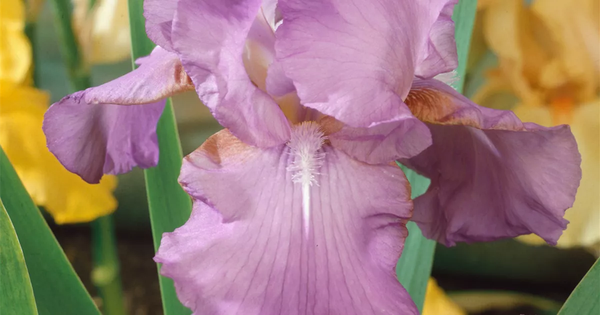 Iris x germanica 'Amethyst Flame' Pflanze, Pflege & Tipps Floragard