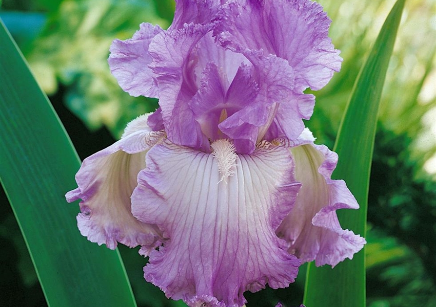 Hohe Bartiris 'Autumn Encore' - Floragard Pflanzeninfothek