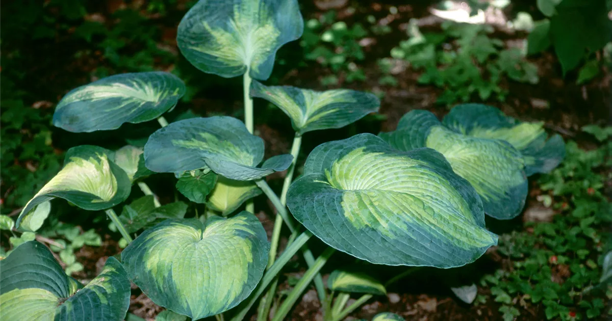 Großblättrige Garten-Funkie 'Color Glory' Pflanze, Pflege & Tipps Floragard