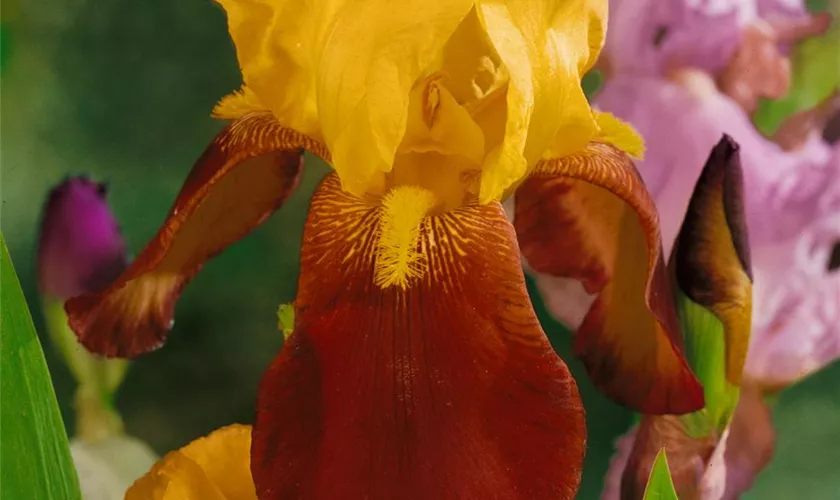 Iris x germanica 'Caligula' Pflanze, Pflege & Tipps Floragard