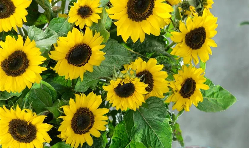 Helianthus annuus 'Choco Sun' Pflanze, Pflege & Tipps Floragard