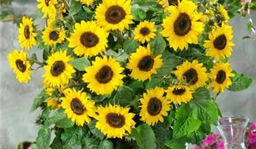 Helianthus annuus 'Choco Sun' Pflanze, Pflege & Tipps Floragard