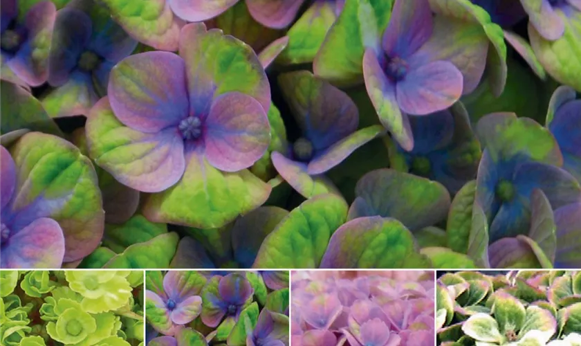 Gartenhortensie 'Magical Coral'® Pflanze, Pflege & Tipps Floragard