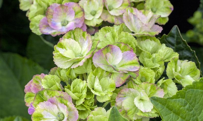Gartenhortensie 'Magical Coral'® - Floragard Pflanzeninfothek
