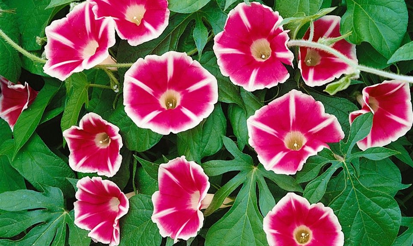 Bunte Gartenwinde - Floragard Pflanzeninfothek
