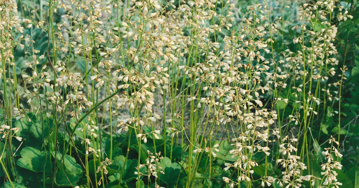 Garten-Purpurglöckchen 'White Cloud' Pflanze, Pflege & Tipps Floragard