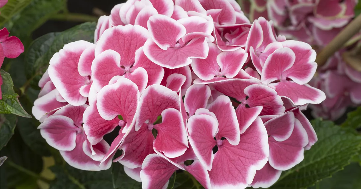 Gartenhortensie 'Magical Red Harlequin'® Pflanze, Pflege & Tipps Floragard