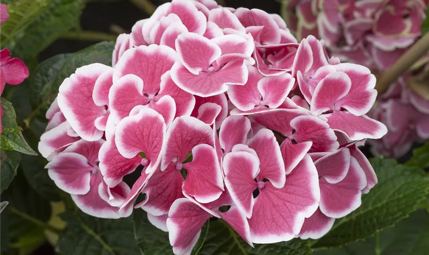 Gartenhortensie 'Magical Red Harlequin'® Pflanze, Pflege & Tipps Floragard