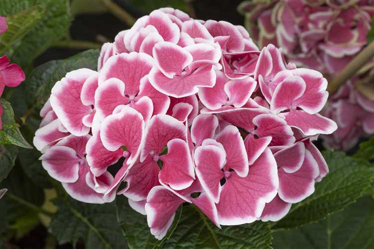 Gartenhortensie 'Magical Red Harlequin'® - Floragard Pflanzeninfothek