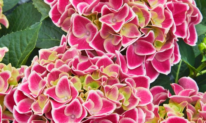Gartenhortensie 'Magical Red Harlequin'® - Floragard Pflanzeninfothek