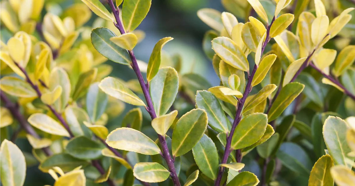 Berg-Ilex 'Gold Tip' Pflanze, Pflege & Tipps Floragard