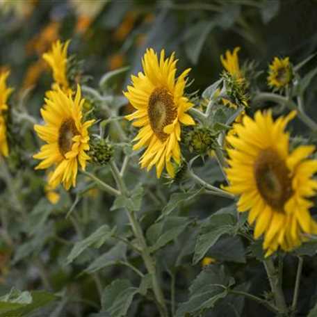Helianthus annuus 'Sunsation® Flame' - Floragard Pflanzeninfothek