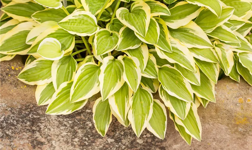 Hosta 'Little Wonder' Pflanze, Pflege & Tipps Floragard