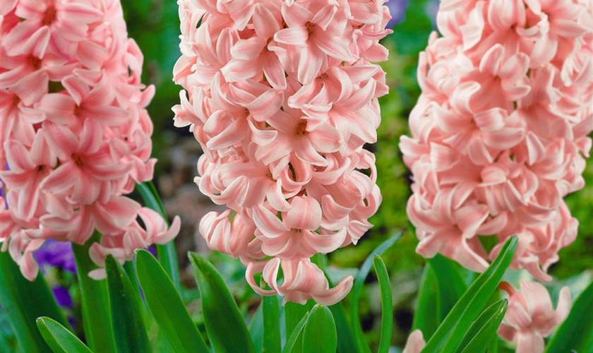 Hyazinthe 'China Pink' - Floragard Pflanzeninfothek