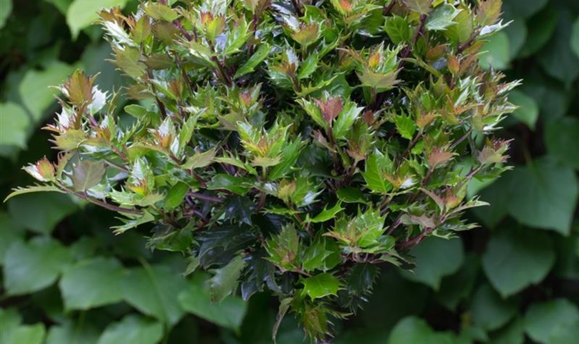 Ilex 'Little Rascal'® - Floragard Pflanzeninfothek