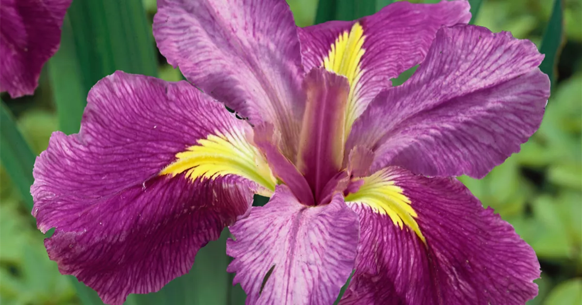 Iris 'Ann Chowning' Pflanze, Pflege & Tipps Floragard