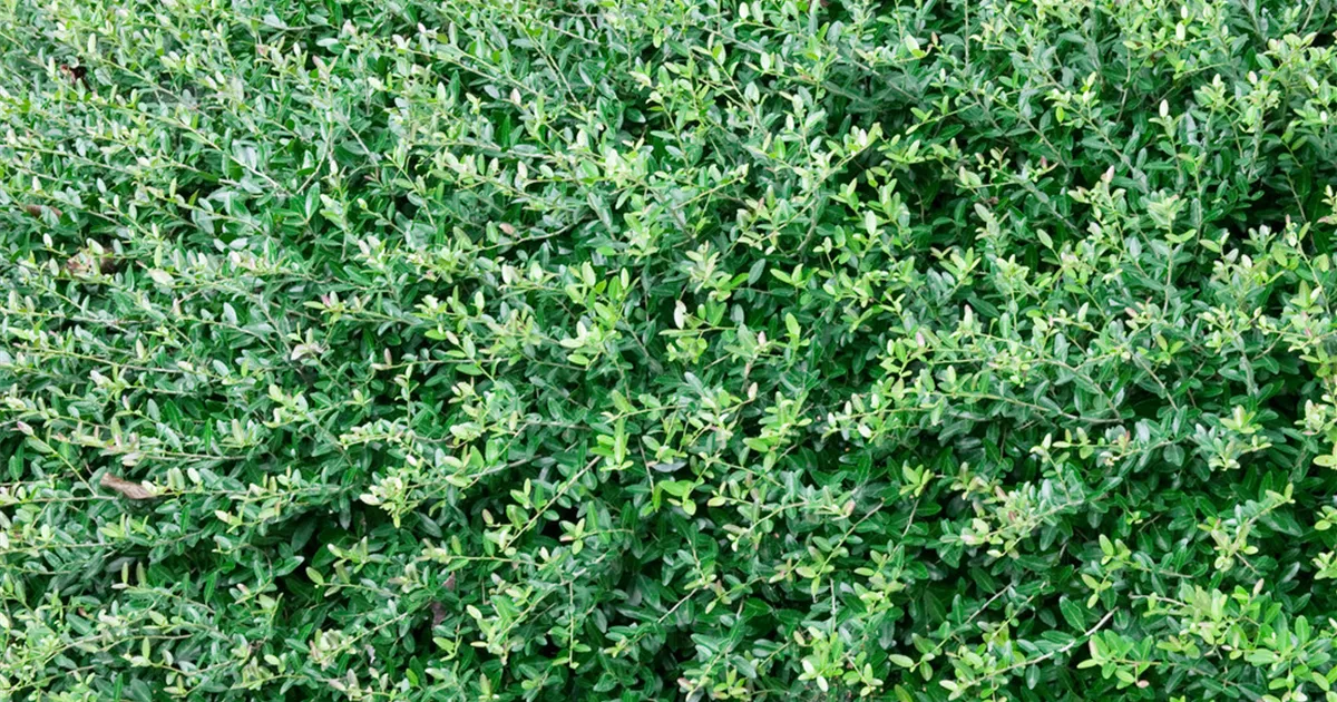 Ilex 'Schillings Dwarf' Pflanze, Pflege & Tipps Floragard