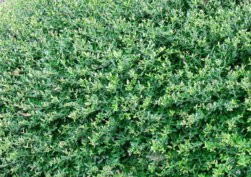 Ilex 'Schillings Dwarf' - Floragard Pflanzeninfothek