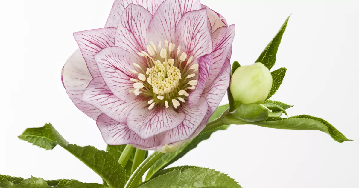 Helleborus orientalis 'Spring Promise Lily' Pflanze, Pflege & Tipps ...
