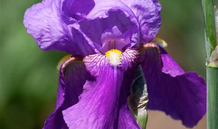 Iris x germanica 'Nightfall' Pflanze, Pflege & Tipps Floragard