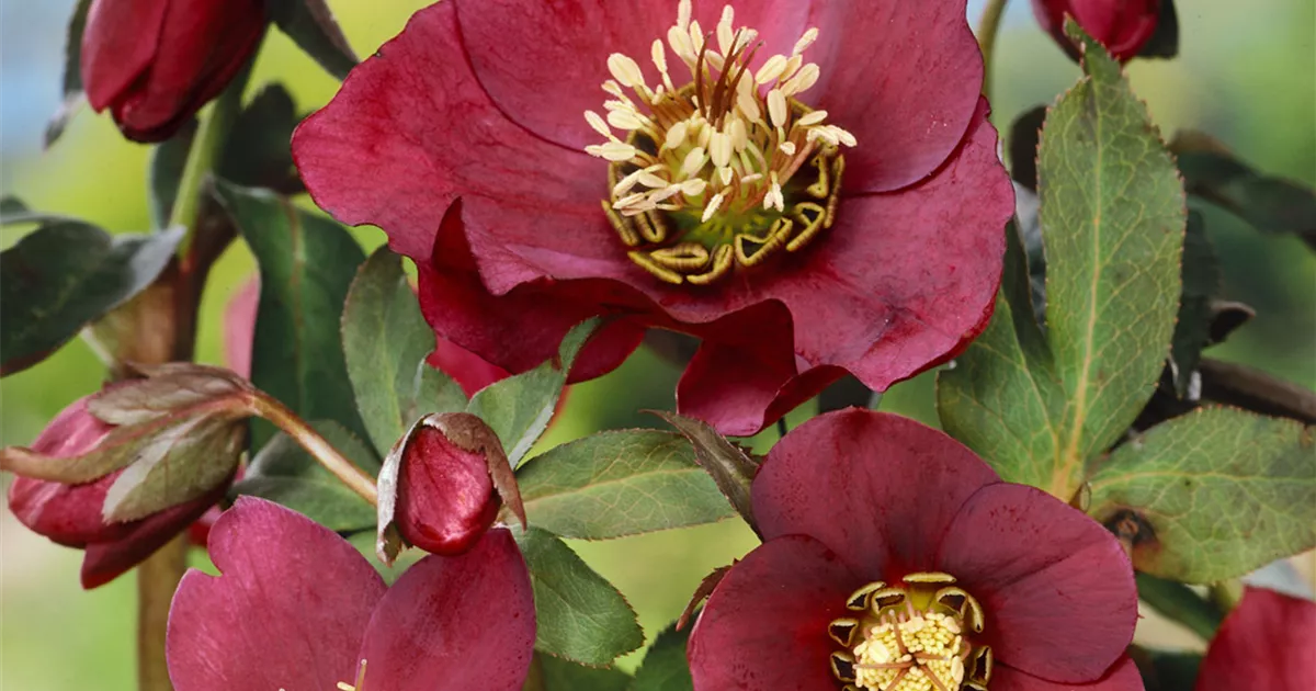 Helleborus orientalis 'Spring Promise Roxanne' Pflanze, Pflege & Tipps ...