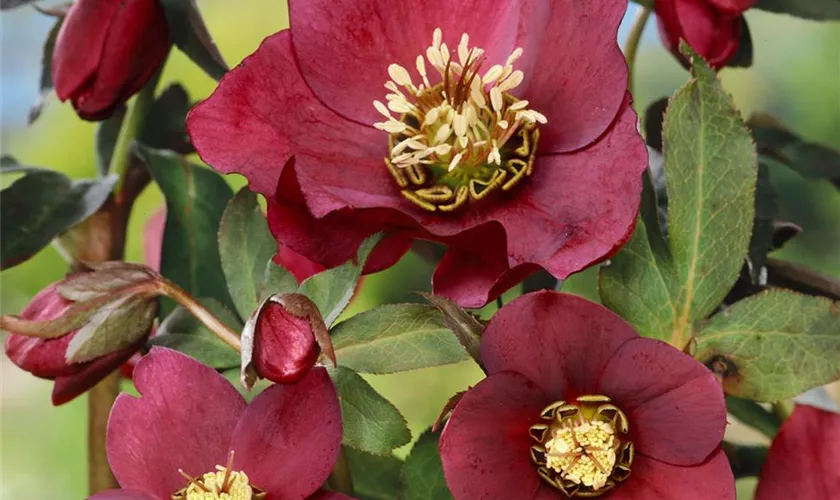 Helleborus orientalis 'Spring Promise Roxanne' Pflanze, Pflege & Tipps ...