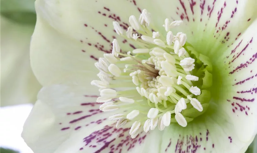 Helleborus orientalis 'Spring Promise Sophie' Pflanze, Pflege & Tipps ...