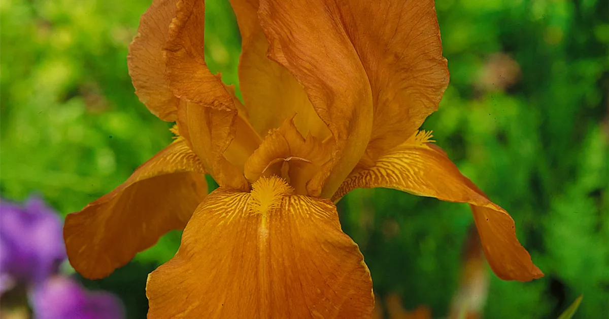 Iris x germanica 'Prairie Sunset' Pflanze, Pflege & Tipps Floragard