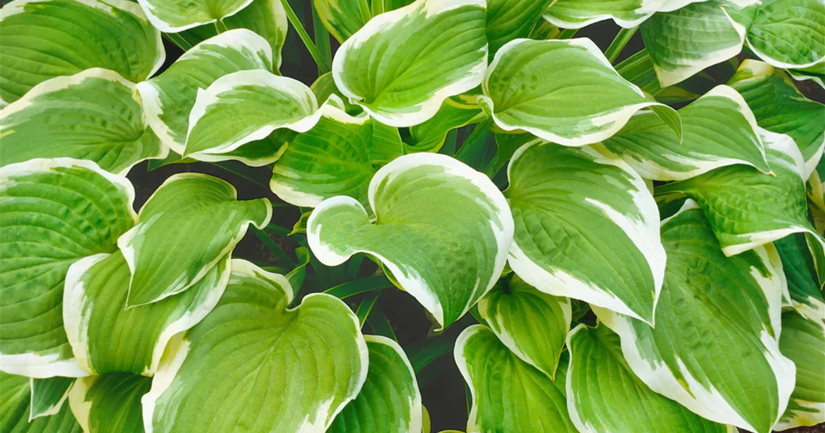Hosta 'Shade Fanfare' Pflanze, Pflege & Tipps Floragard