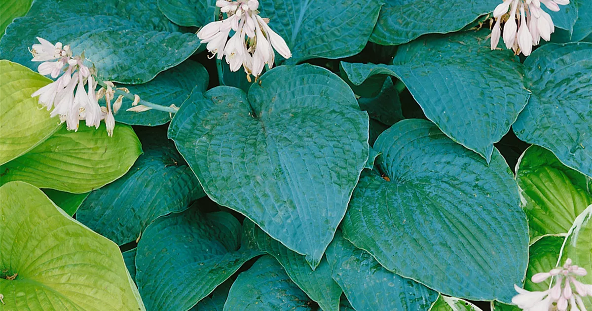 Funkie 'Blue Angel' Pflanze, Pflege & Tipps Floragard