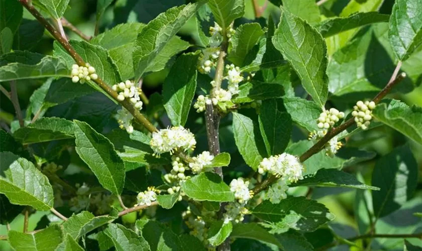 Ilex verticillata 'Jim Dandy' Pflanze, Pflege & Tipps Floragard