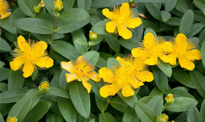 Hypericum dummeri 'Peter Dummer' Pflanze, Pflege & Tipps Floragard