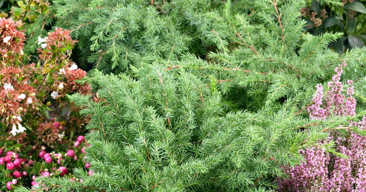 Juniperus conferta 'Silver Mist' Pflanze, Pflege & Tipps Floragard