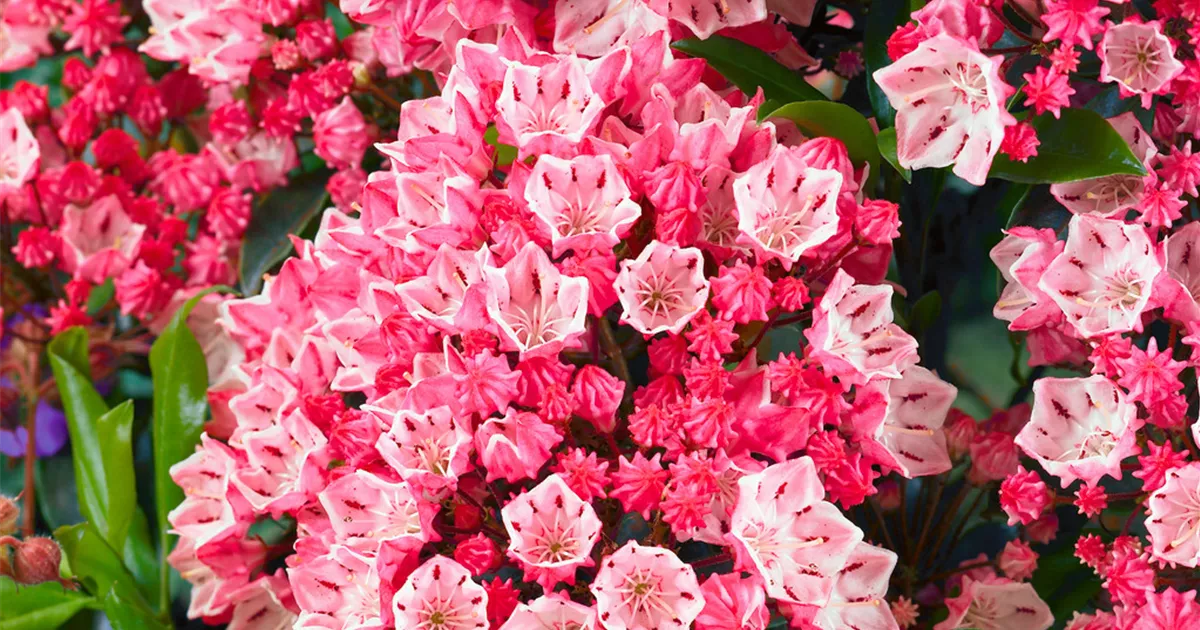 Berglorbeer 'Raspberry Glow' Pflanze, Pflege & Tipps Floragard