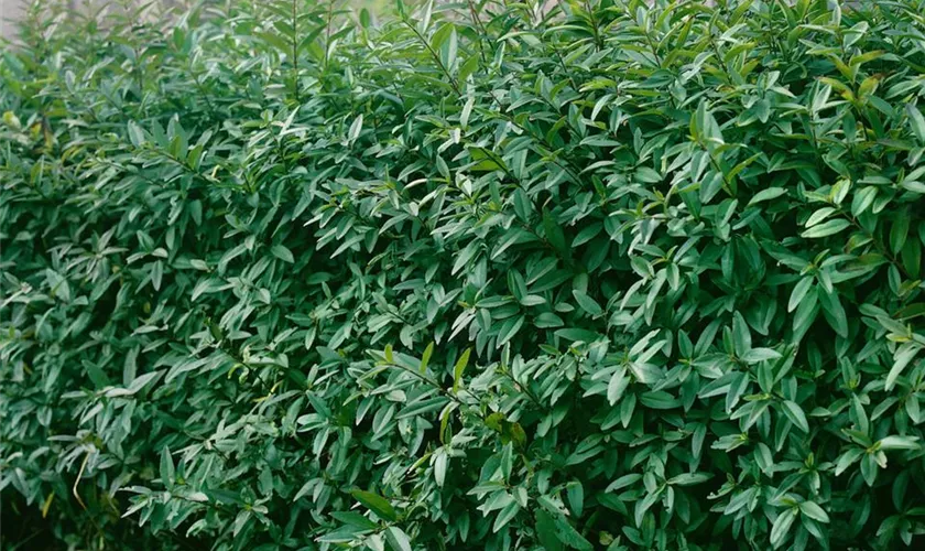 Ligustrum vulgare 'Cheyenne' Pflanze, Pflege & Tipps Floragard