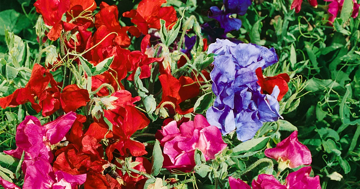 Edelwicke Pflanze, Pflege & Tipps Floragard