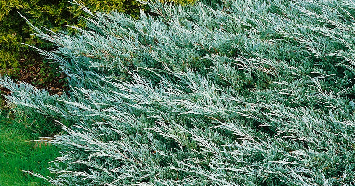 Juniperus horizontalis 'Hughes' Pflanze, Pflege & Tipps Floragard