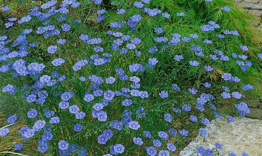 Garten-Lein 'Nanum Saphir' - Floragard Pflanzeninfothek