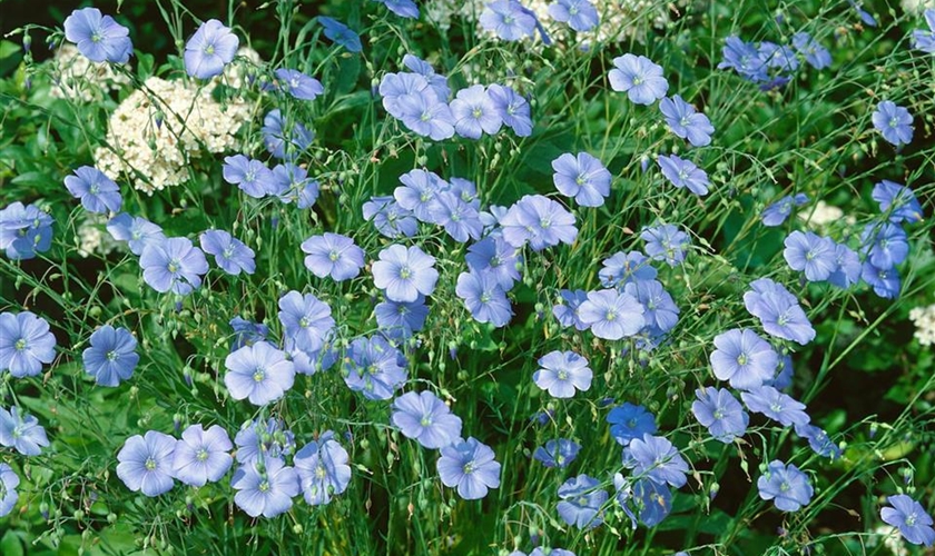 Garten-Lein 'Nanum Saphir' - Floragard Pflanzeninfothek