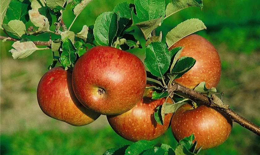Apfel 'Newton Wonder' Pflanze, Pflege & Tipps Floragard