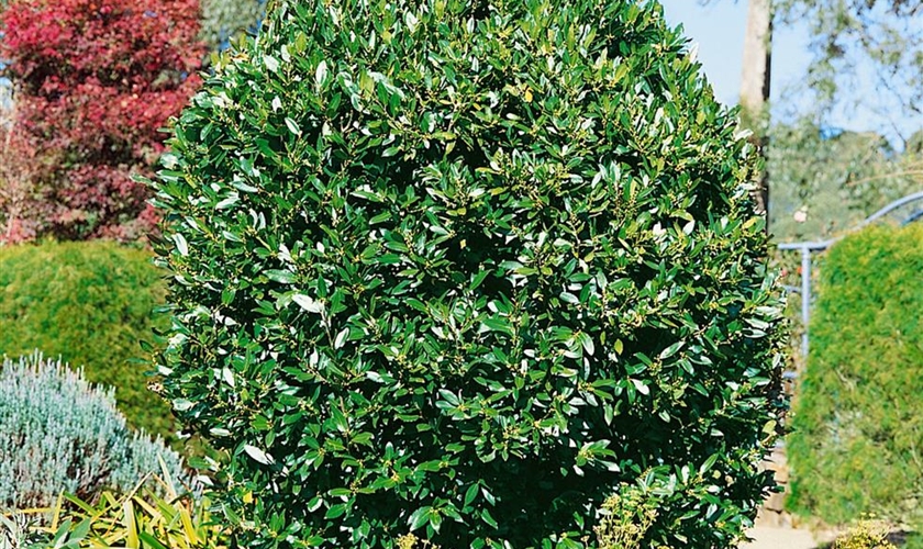 Lorbeerbaum - Floragard Pflanzeninfothek