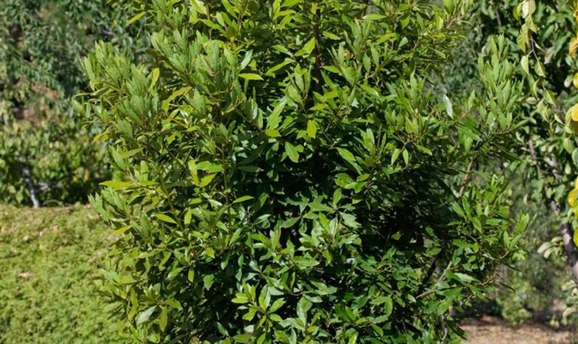 Lorbeerbaum - Floragard Pflanzeninfothek