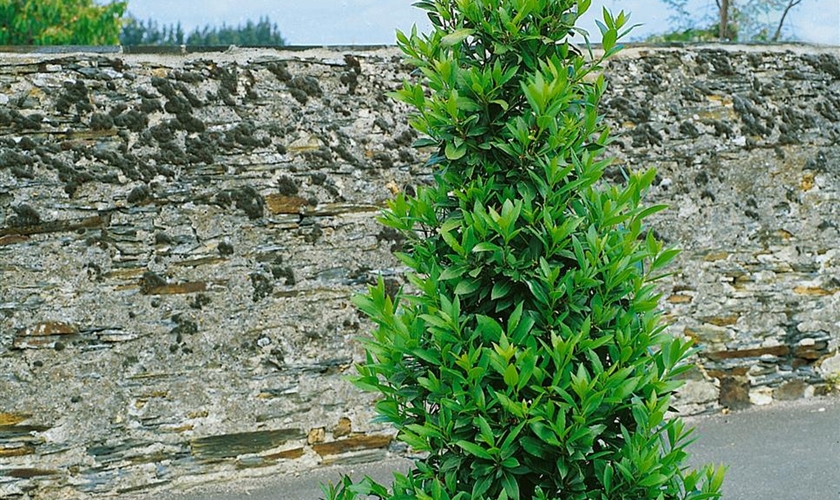 Lorbeerbaum - Floragard Pflanzeninfothek